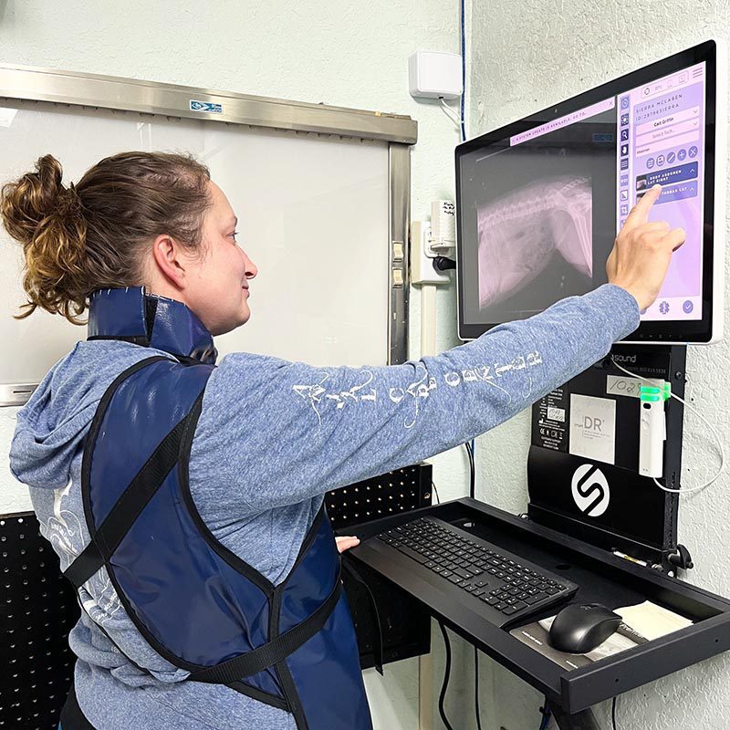 Cat and Dog X-Ray and Diagnostics in New Port Richey, FL | Animal Care ...